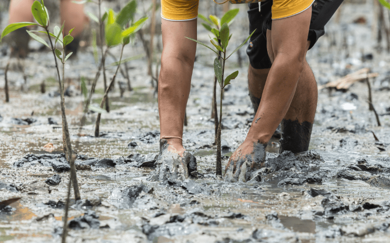 Mangrove planting funded as part of wind farm environment pledge ...