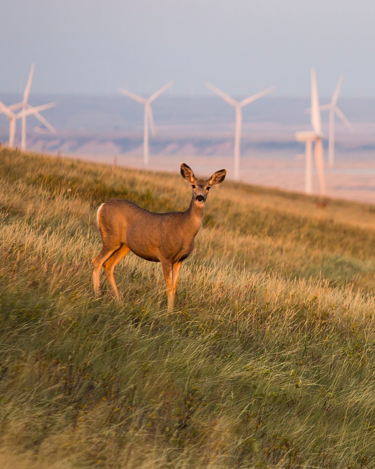 Our impact - Mainstream Renewable Power