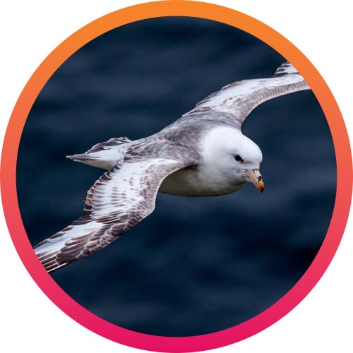 North Sea projects point way forward for monitoring of offshore bird ...