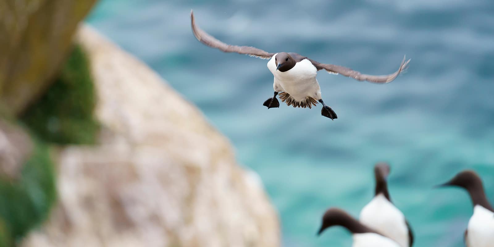 North Sea projects point way forward for monitoring of offshore bird ...