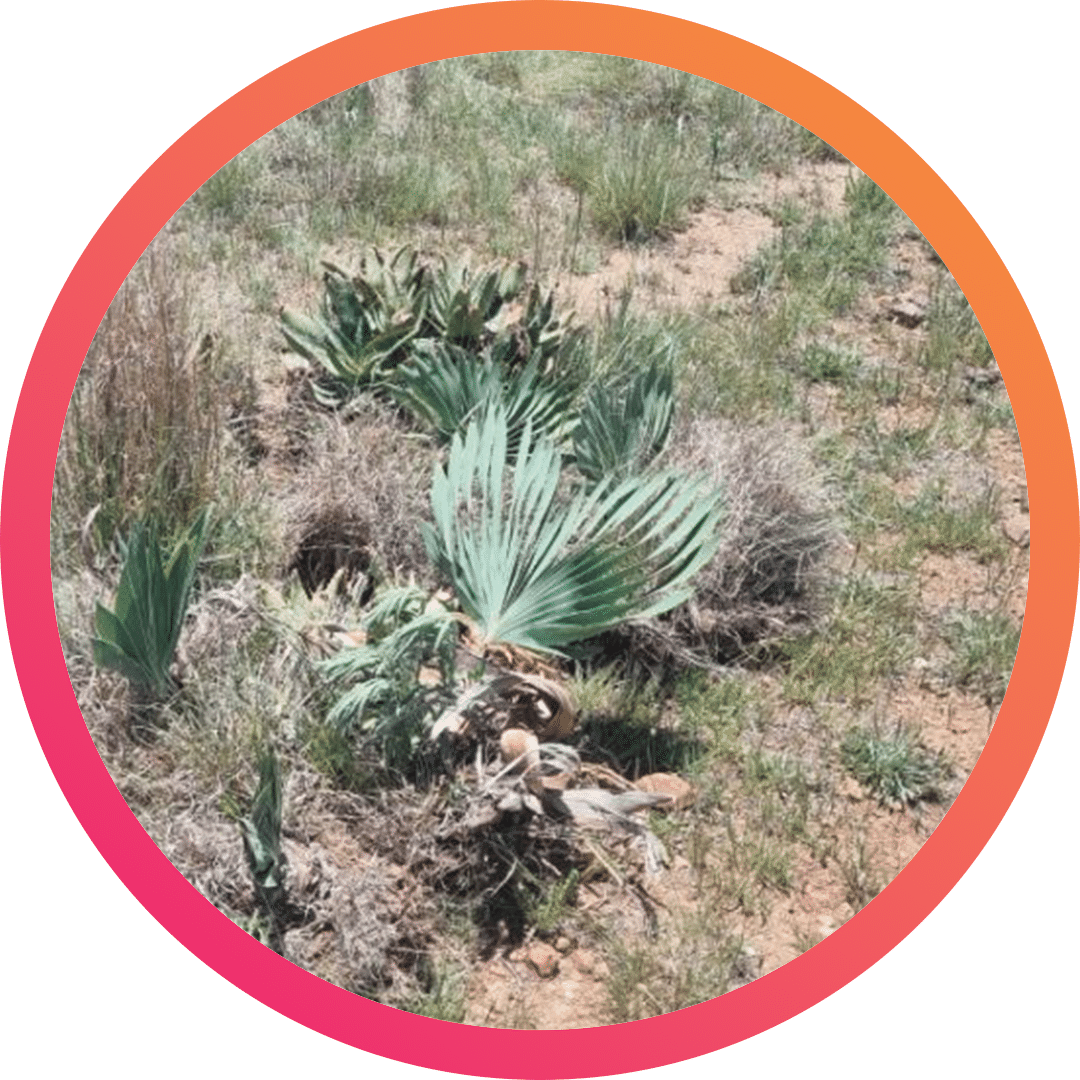 218 protected plants relocated after pre-construction ‘search and ...
